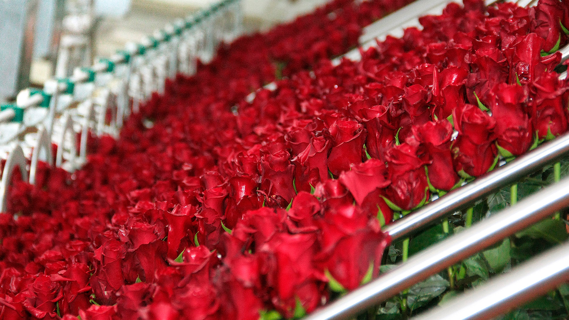 Ecuadorop – Origin Products